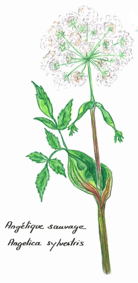 L'angélique - De Fleurs en Feuilles